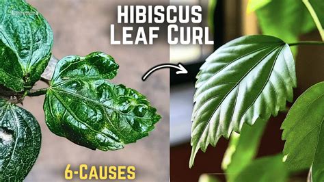 Hibiscus Leaf Curl Problem Causes Their Fixes Pure Greeny