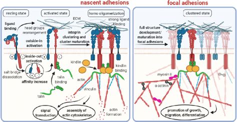 Schematic Overview Of Integrin Structures And Functions Note That This