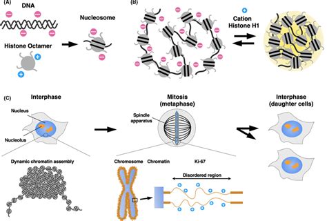 A Nucleosome Array Undergoes Llps A Dna Has A Negatively Charged Download Scientific Diagram