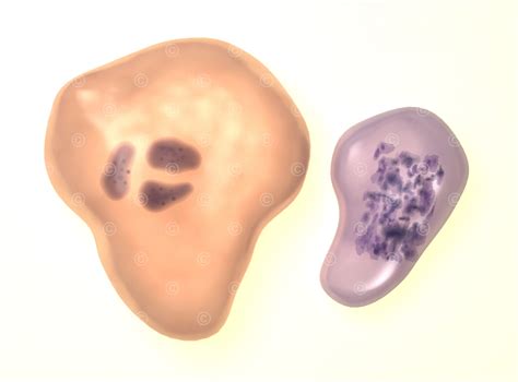 Illustration Pap Smear Cervix MedicalGraphics