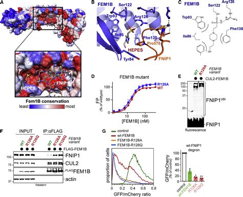 Structural Basis And Regulation Of The Reductive Stress Response Cell