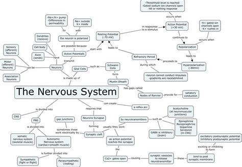 Pin On Trichology Mind Maps Concept Map Map Worksheets Nervous System