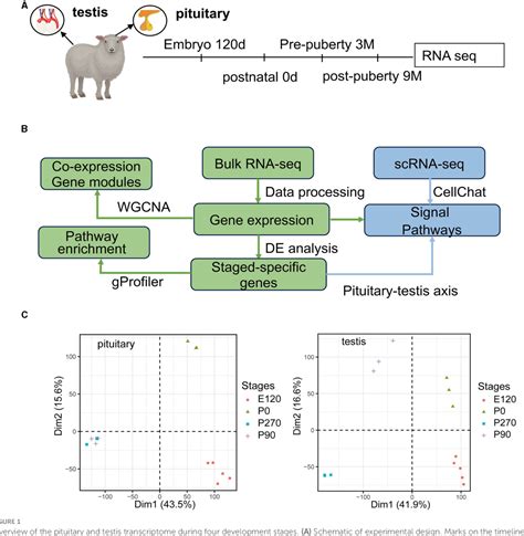 Figure 1 From Comprehensive Transcriptomic Analysis Revealing The