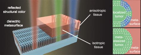 导模共振介电超表面用于纤维生物组织中材料各向异性的比色成像。 Acs Photonics X Mol