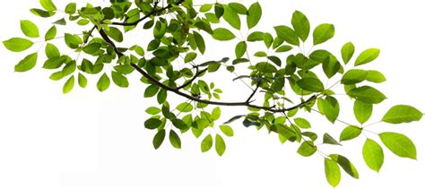 Tree PNG Top View Transparent Tree Top View PNG Images PlusPNG