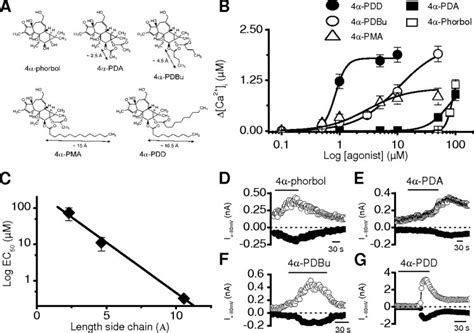 Activation Potency Of Different 4 Phorbol Esters A Molecular