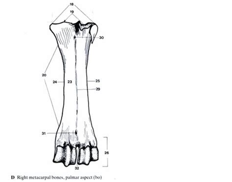 Right Metacarpal Bone Palmar Asp Bo Quiz