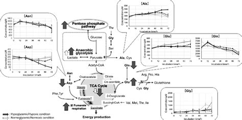 Figure 5 From Amino Acid Metabolomics Using Lc Msms Assessment Of Cancer Cell Resistance In A
