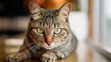 Кошка 2880x1800 обои для рабочего стола