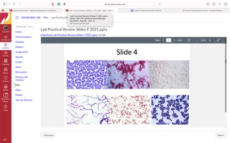 Lab Practical Flashcards Quizlet