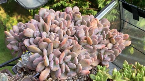 신데렐라가 풍성하고 이쁜색으로 물들고 있어요 아우렌시스 까라솔 파이어필라 등~ 구경하세요~~~~~~~~💕 Youtube