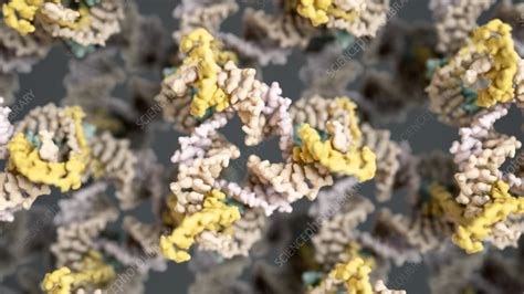 3d Dna Lattice Molecular Model Stock Image C056 5973 Science Photo Library