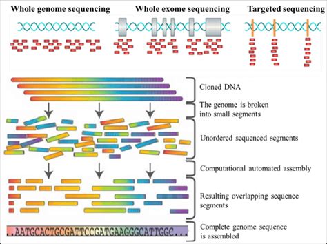 Whole Exome Sequencing Assembly At Joseph Cornwall Blog