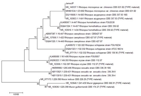 Neighbor Joining Phylogenetic Dendrogram Based On Its Sequences Showed Download Scientific