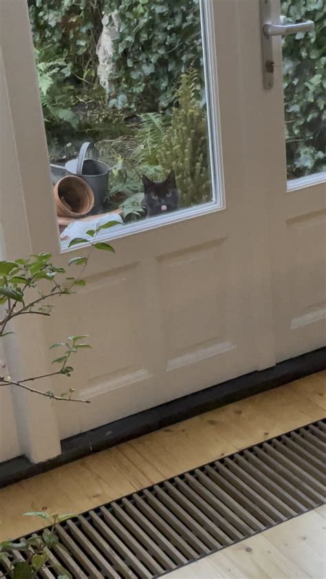 14 Y O Timmy A K A Da Fluff Meows Whenever We Need To Open The Door 15 Times A Day 🐻 R