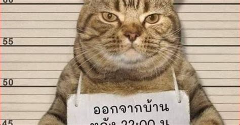 Staygate Tebby Cat Arrested In Violation Of Curfew In Thailand