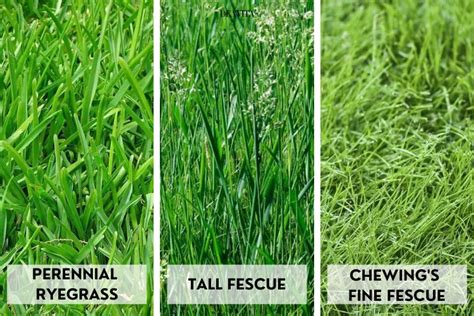 The Best Grass Seed For Your Lawn A Complete Guide