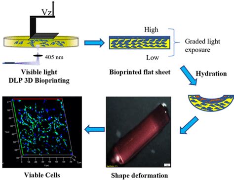 Visible Light Based 4d Bioprinted Tissue Scaffold Acs Macro Letters