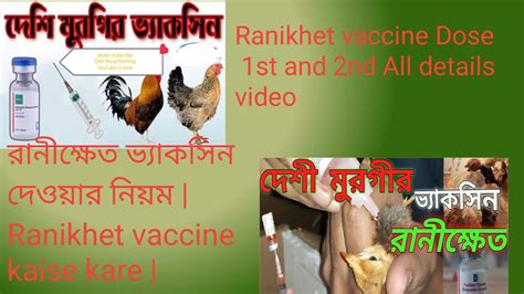 Ranikhet Vaccine Bangla Desi Murgi Ki Vaccine রানীক্ষেত ভ্যাকসিন দেওয়ার নিয়ম Youtube