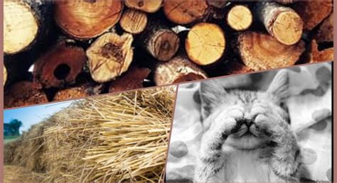 Да видим гредата в собственото си око БСП Троян