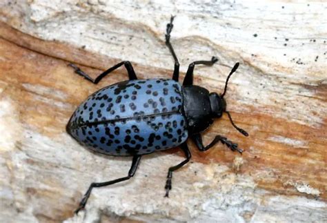 39 Types Of Blue Bugs Pictures And Identification