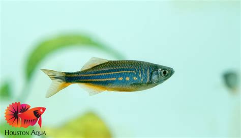 Giant Danio Full Grown