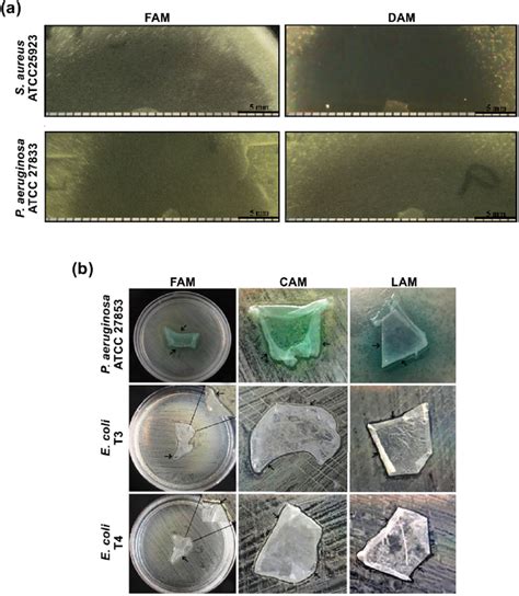 A Strong Antibacterial Activity Of Both Fresh And Decellularized Am Download Scientific