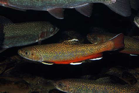 Bachsaibling Salvelinus Fontinalis Im Steckbrief Merkmale
