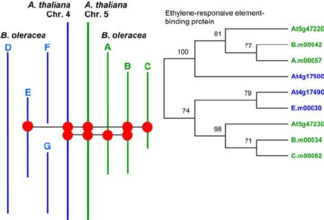 Phylogenic Analysis Of An Inverted Duplicate Array Present In Both A