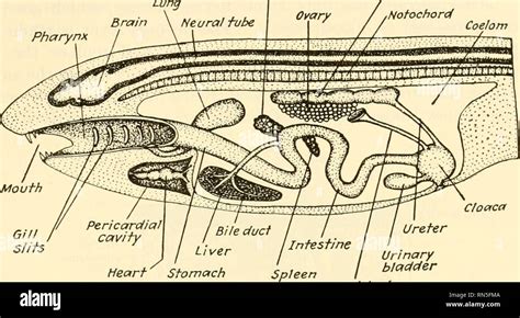 Subphylum Vertebrata