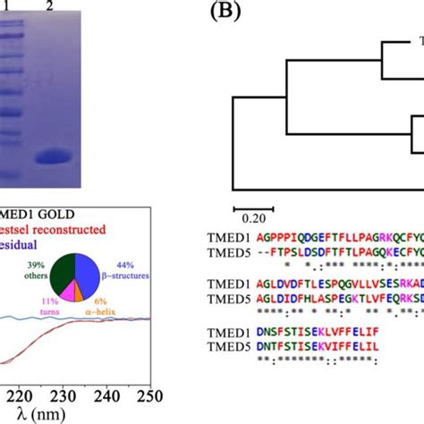 Proposed Tmed1 Dimerization Model In Subcompartments Of The Early