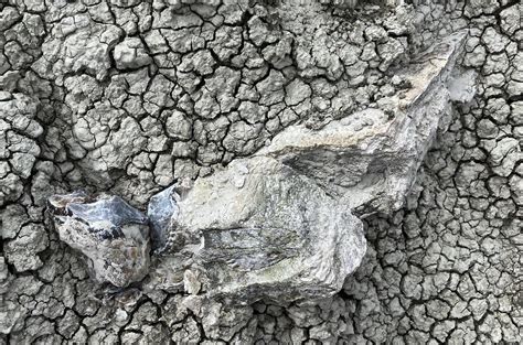 Challenge Whats Going On With This Fossil R Fossilid