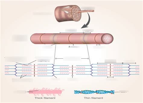 Diagram Of Cardiovascular Physiology Quizlet
