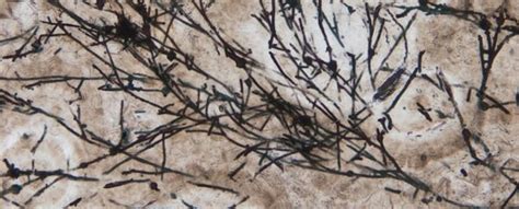 Heres How A 635 Million Year Old Microfossil May Have Helped Thaw