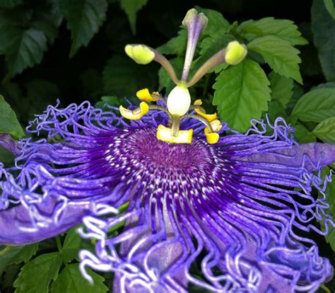Passiflora Incarnata Maypop Seeds