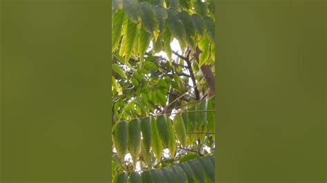 কামরাঙ্গা গাছটার বারোটা বাজাচ্ছে টিয়া পাখি গুলো Youtube