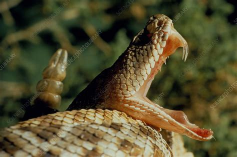 Timber Rattlesnake Fangs