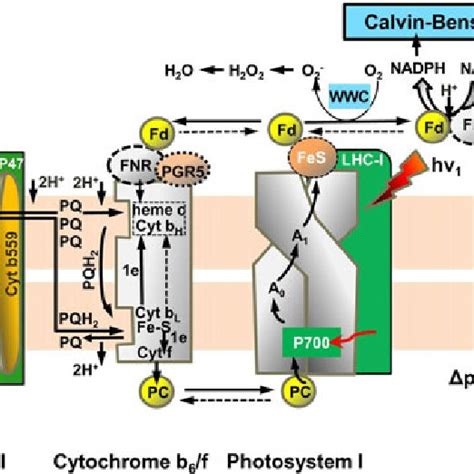 A Simplified Reaction Scheme Of The Two Electron Gate Teg Model