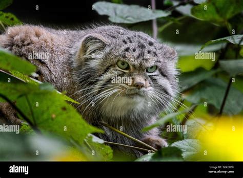 Pallass Cat Manul Otocolobus Manul Wild Cat Native To The Caucasus