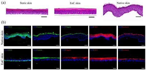 Epidermis On A Chip System To Develop Skin Barrier And Melanin Mimicking Model Qiwei Li