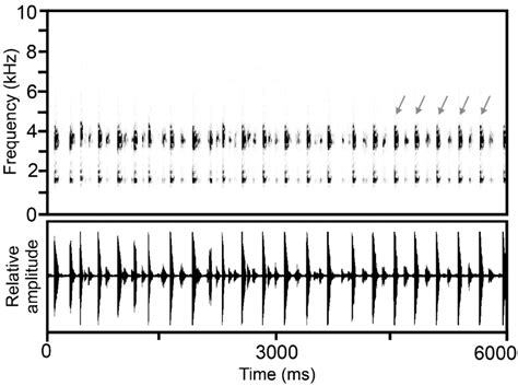Spectrogram Above And Oscillogram Below Of A Part Of A Long Call Download Scientific