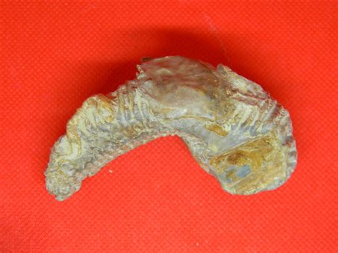 Fossil Specimen Bivalvia Jurassic James