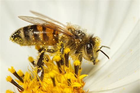 Bee Pollination