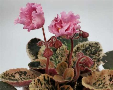 Колокольчики Для Тани Фиалка Фото – Telegraph