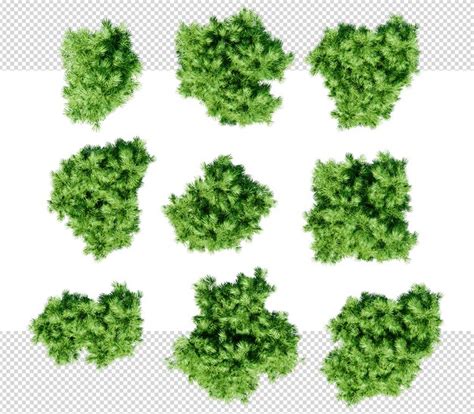 Premium Psd 3d Top View Tree Object Without Background