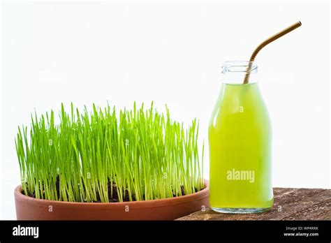 Fresh Young Wheatgrass Growing In A Terracotta Pot Isolated Against A White Background With A