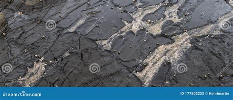Fossilized Trees At The Unique Tourist Site Of The Petrified Forest In