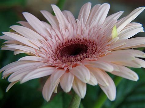 Detection Object Detection Dataset And Pre Trained Model By Custom Yolov5