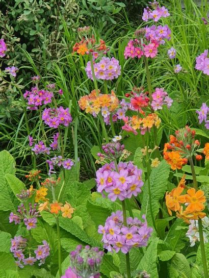 Chelsea Flower Show Wszystkie Kolory Ogrodu Marta Lorek