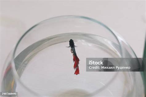 맑은 날에는 맑은 수족관에서 우아하게 헤엄치는 새빨간 물고기가 생생한 색상과 우아한 움직임을 보여줍니다 0명에 대한 스톡 사진 및 기타 이미지 Istock